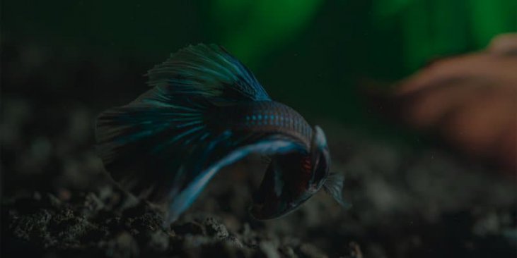 How Do Fish Sleep At Night - Home Aquarium Site