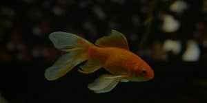 How Do Fish Sleep At Night | Home Aquarium Guide