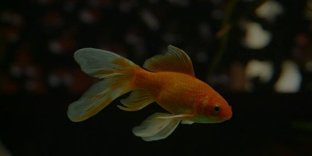 How Do Fish Sleep At Night | Home Aquarium Guide