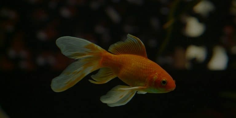 How Do Fish Sleep At Night | Home Aquarium Guide
