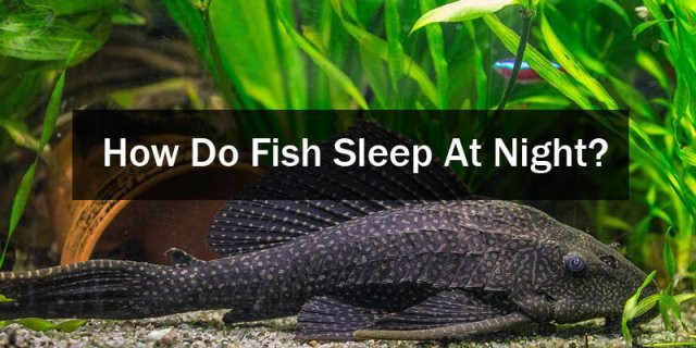 How Do Fish Sleep At Night | Home Aquarium Guide