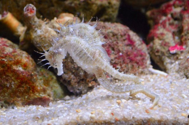 What Do Seahorses Eat In Captivity – Home Aquarium Guide