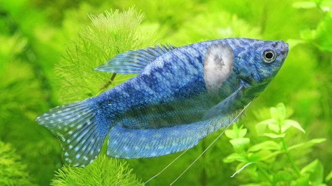 Can An Aquarium Heater Burn Fish? Treatment & Prevention - Home ...