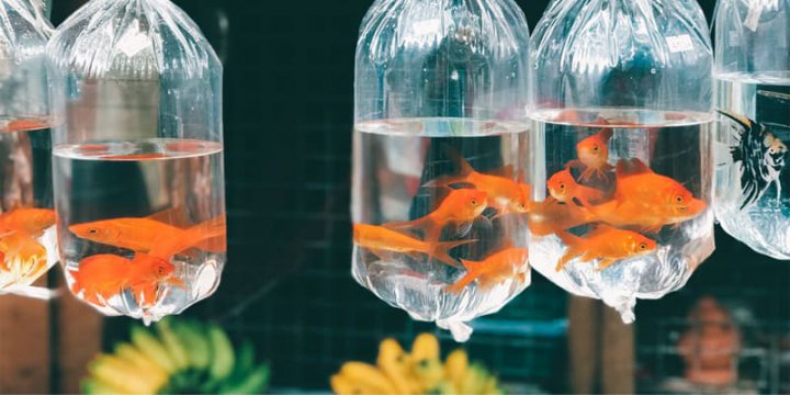 How To Transport Fish – Tips For Long And Short Distance Travel – Home ...