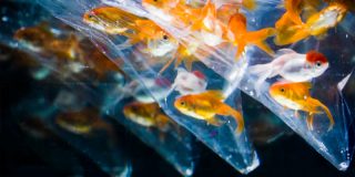 How To Transport Fish – Tips For Long And Short Distance Travel – Home ...