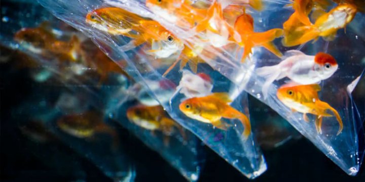 How To Transport Fish – Tips For Long And Short Distance Travel – Home ...