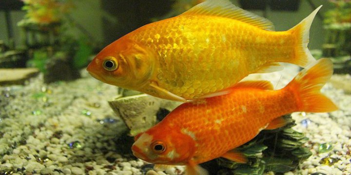 Can Goldfish Bite? Learn The Truth – Home Aquarium Guide